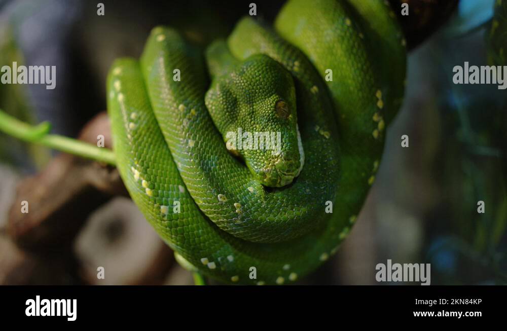 Green snake in rain Stock Videos & Footage - HD and 4K Video Clips - Alamy