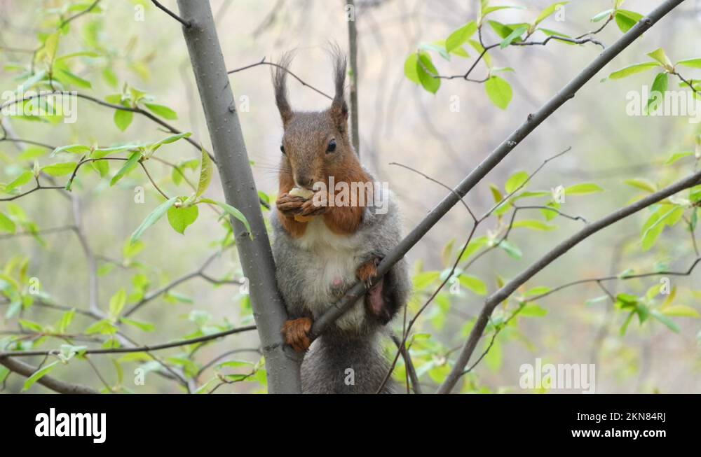 Wild animals theme Stock Videos & Footage - HD and 4K Video Clips - Alamy