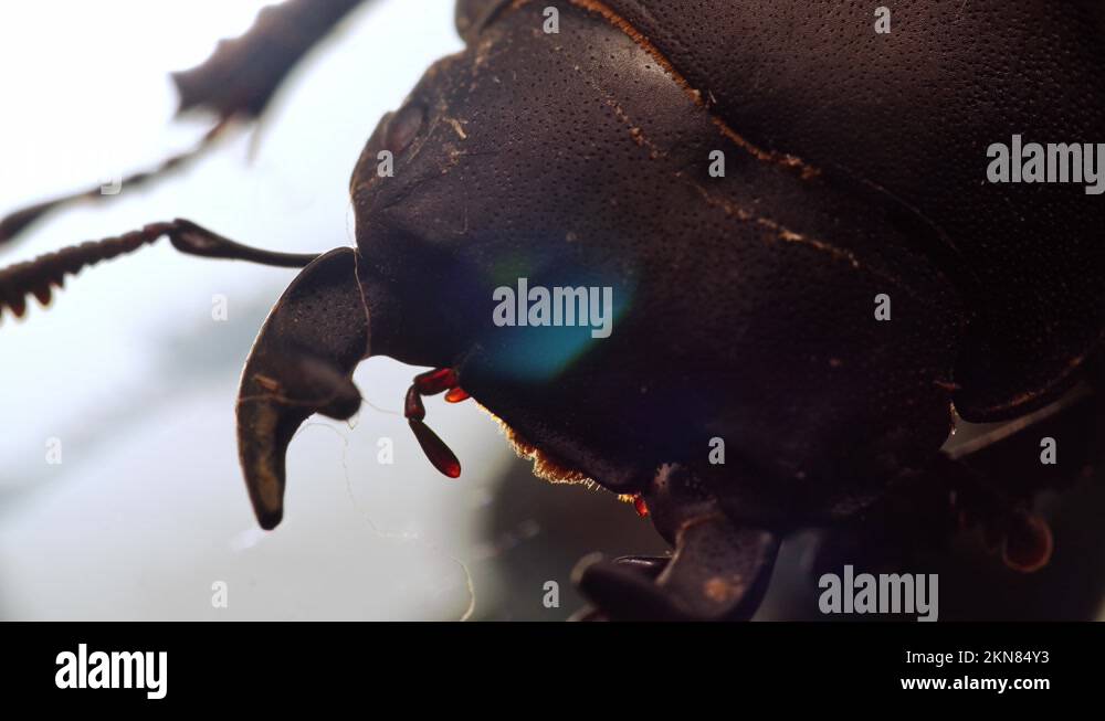 Claws insect animal beetle Stock Videos & Footage - HD and 4K Video ...