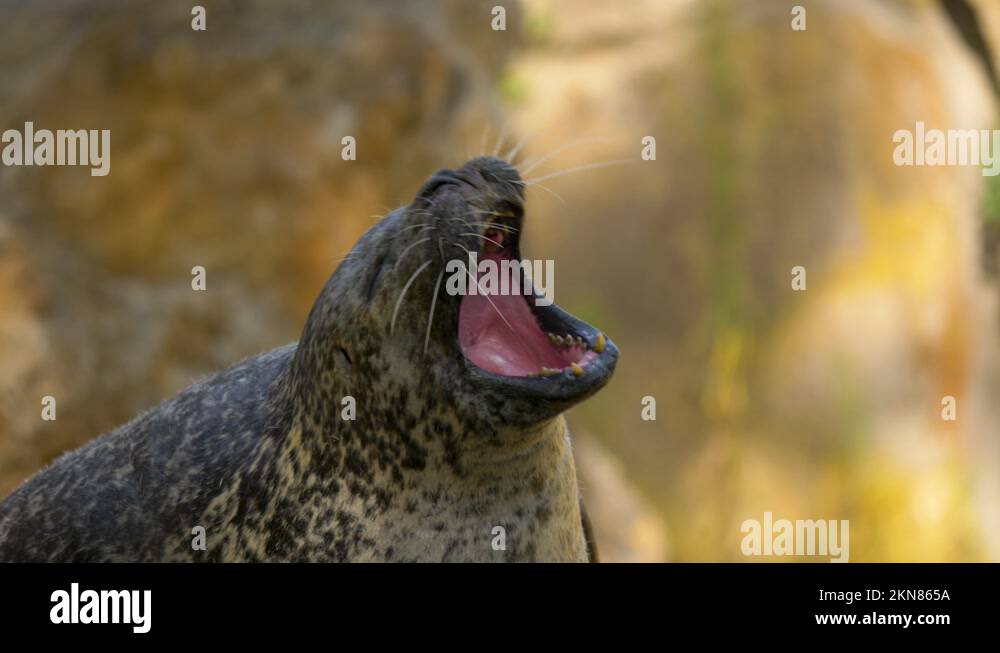 Harbour seal yawning Stock Videos & Footage - HD and 4K Video Clips - Alamy