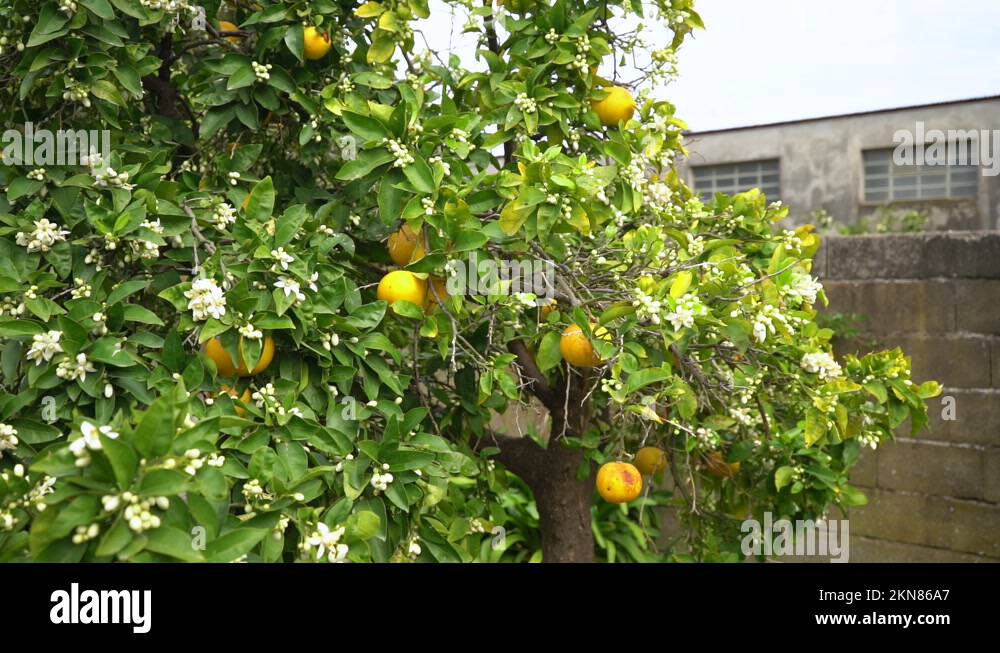 Red grapefruit flowers Stock Videos & Footage - HD and 4K Video Clips ...