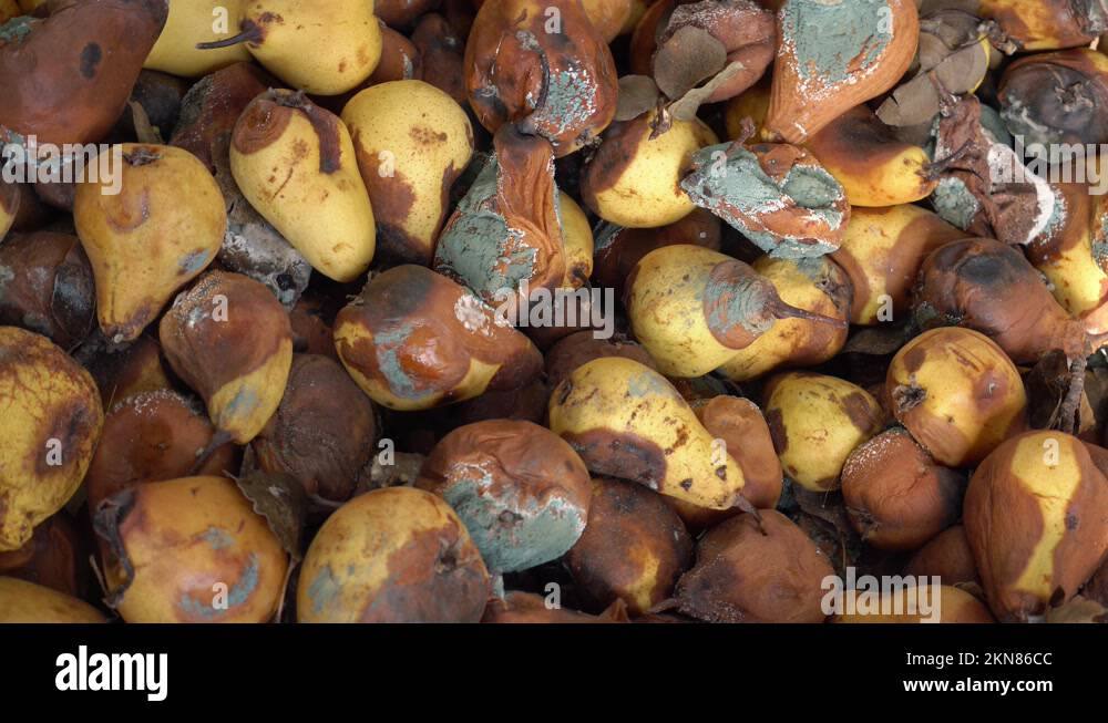 A pile of rotten, moldy pears. Mildew on Fruits. Food loss and waste ...