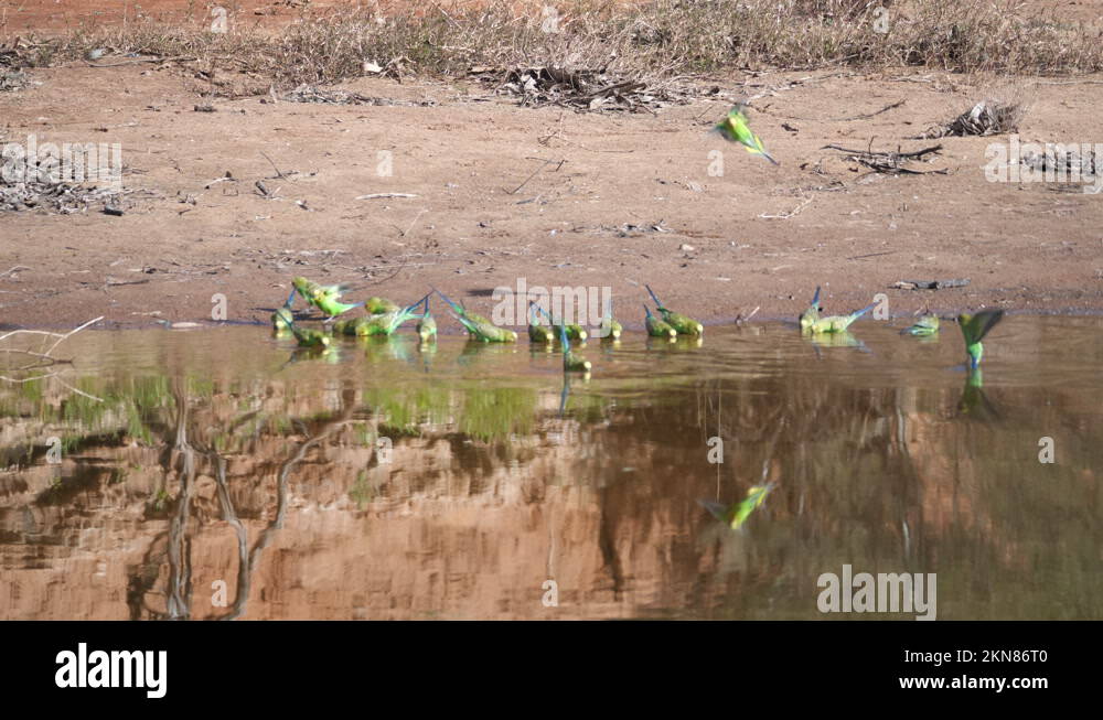 Flock of parrots fly Stock Videos & Footage - HD and 4K Video Clips - Alamy