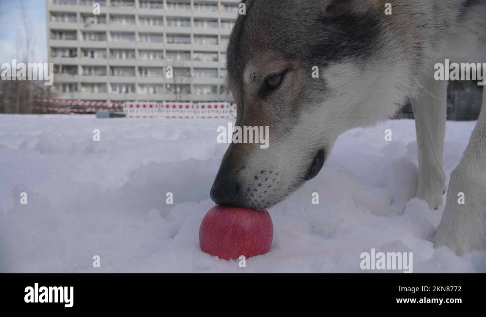 Wolf apple Stock Videos & Footage - HD and 4K Video Clips - Alamy