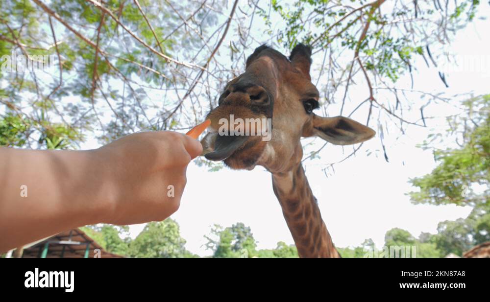 Zoo giraffe tongue feeding Stock Videos & Footage - HD and 4K Video ...