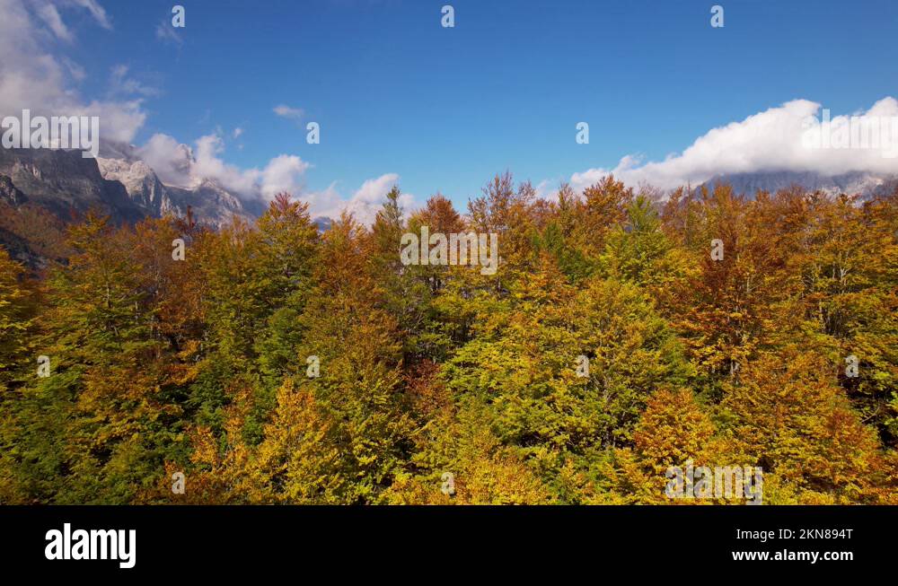 Autumn color palette in tall tree peaks with Alps mountains background ...