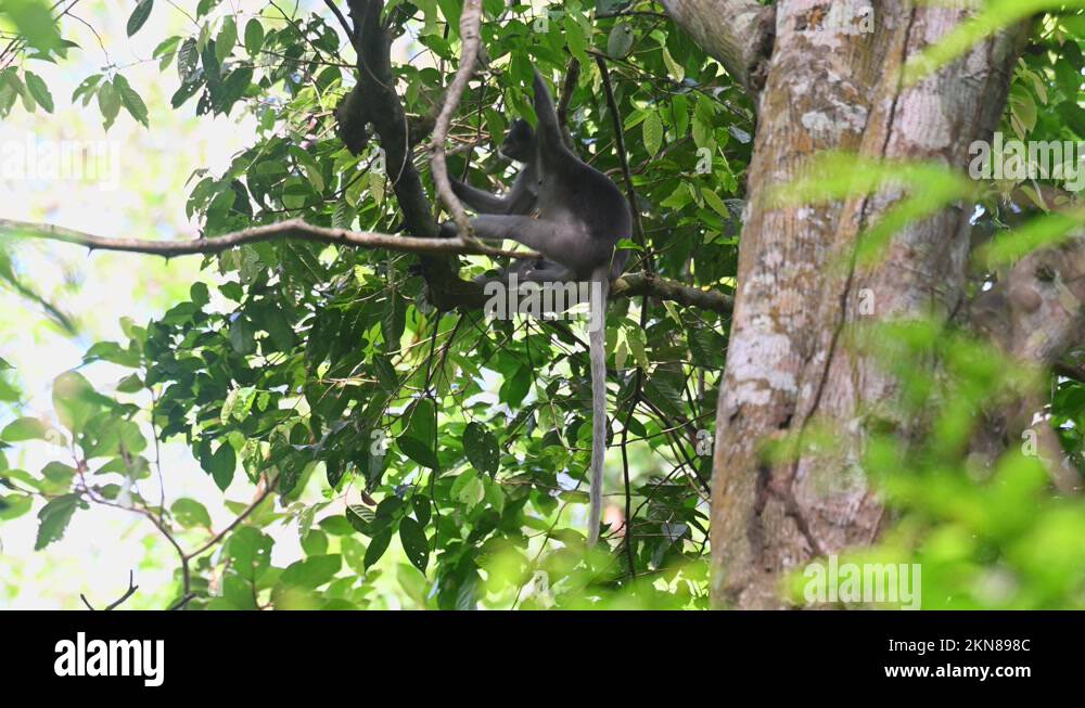 Primate tail balance Stock Videos & Footage - HD and 4K Video Clips - Alamy