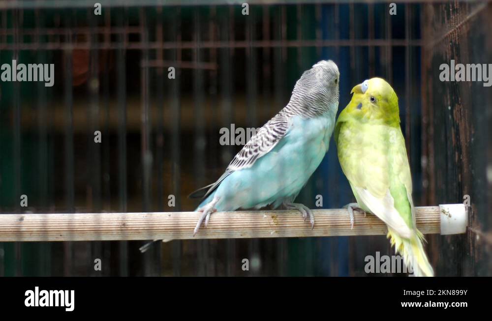 Blue and yellow budgerigar parakeet couple kissing, birds expressing ...