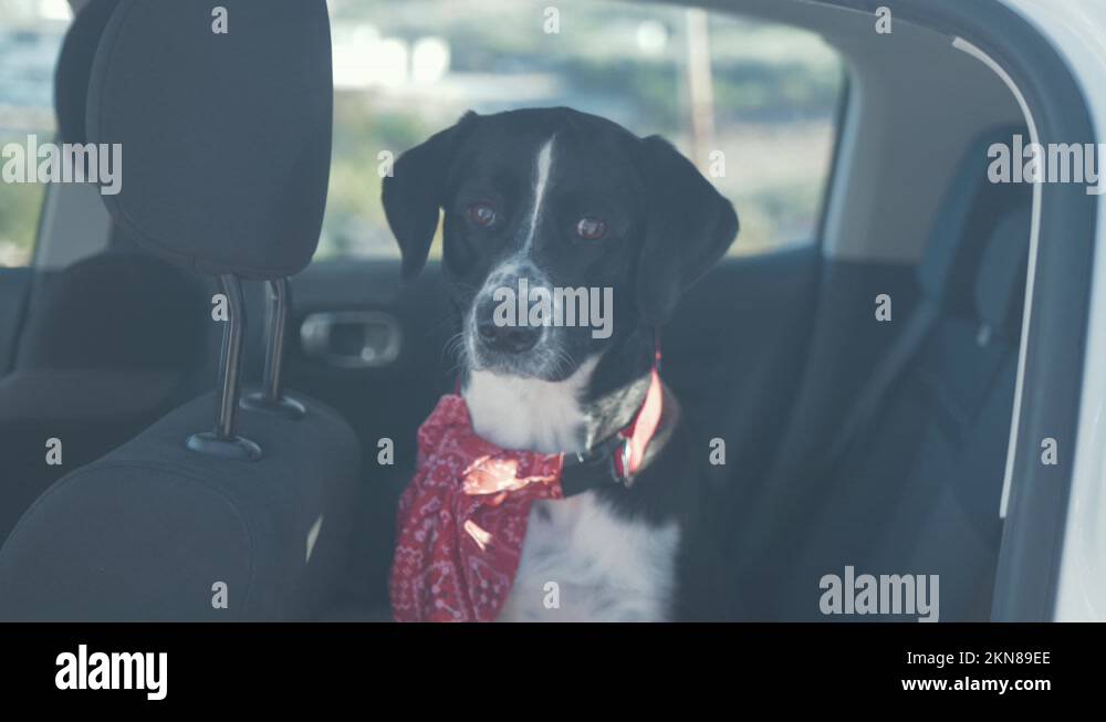 Beautiful black labrador retriever dog sitting in car looking out Stock ...