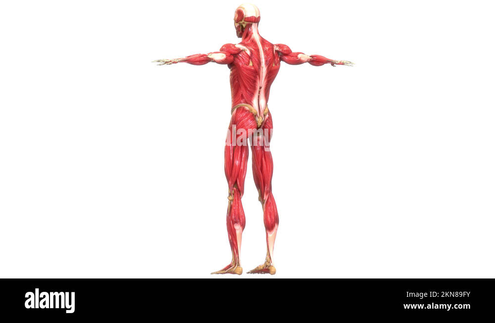 Human body muscles anatomy Stock Videos & Footage - HD and 4K Video ...