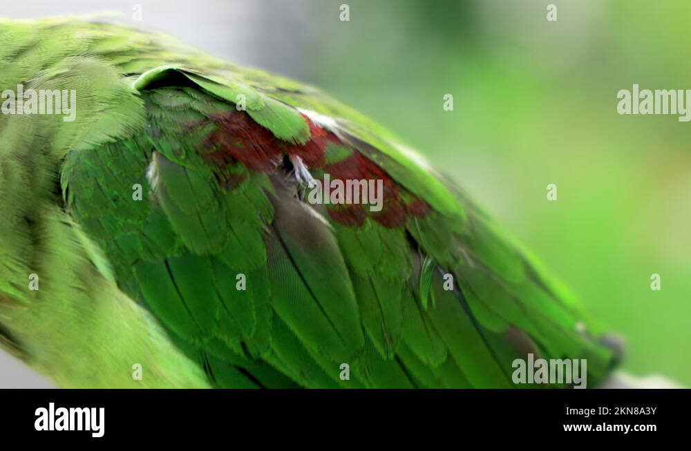 Alexandrine parrot Stock Videos & Footage - HD and 4K Video Clips - Alamy