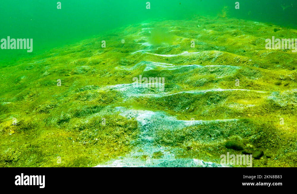 Aquatic fungi Stock Videos & Footage - HD and 4K Video Clips - Alamy