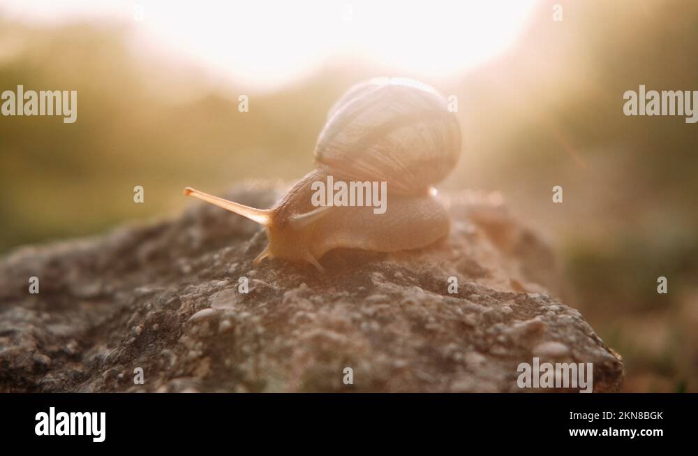 Close-up of a snail in the rays of the sun. Concept: nature, biology ...