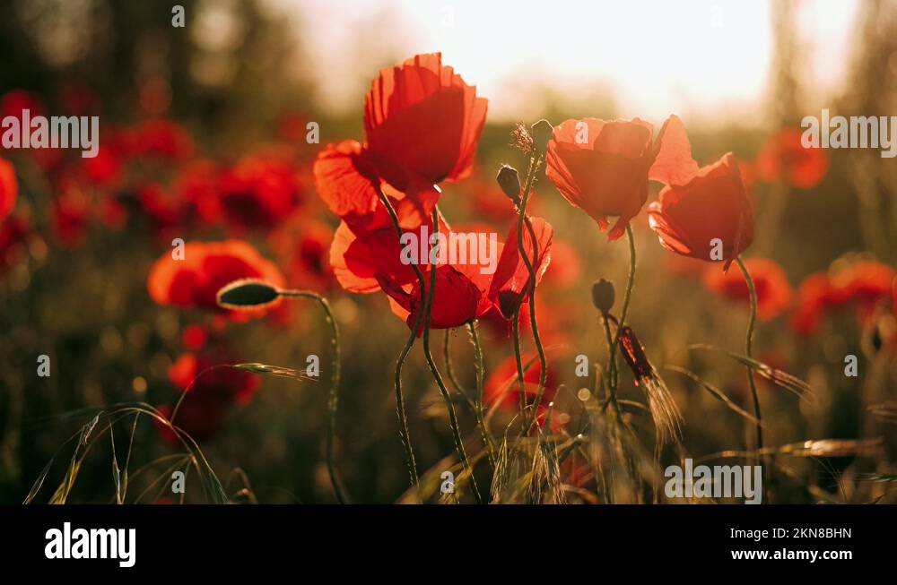 Spring fauna Stock Videos & Footage - HD and 4K Video Clips - Alamy
