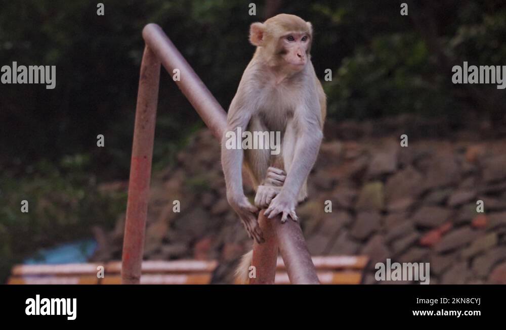 Monkey planet Stock Videos & Footage - HD and 4K Video Clips - Alamy