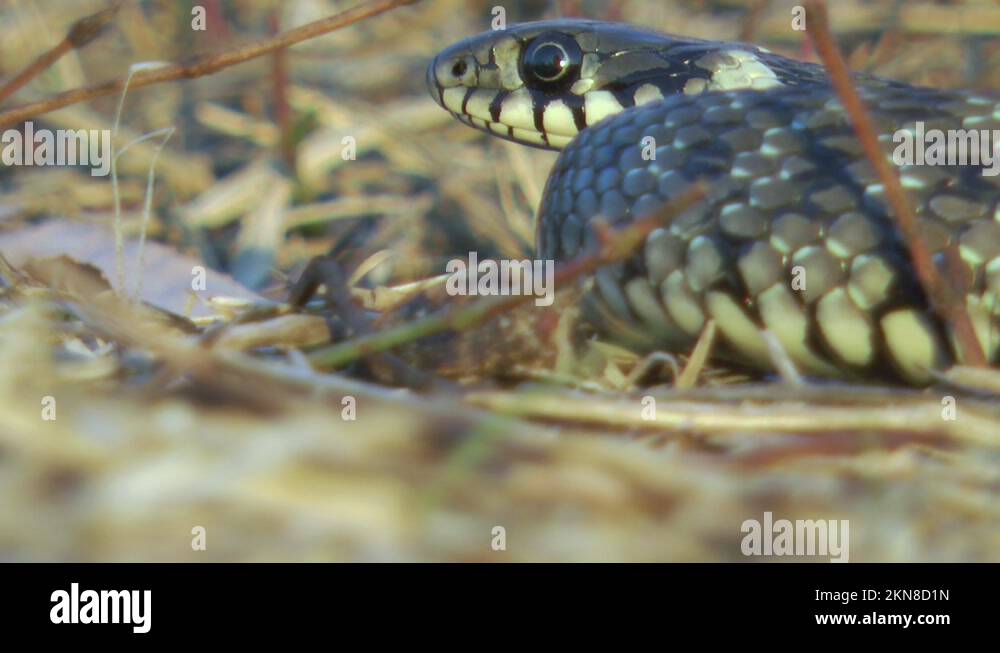 baby snake (natrix tessellata) showing its tongue side view in slow ...