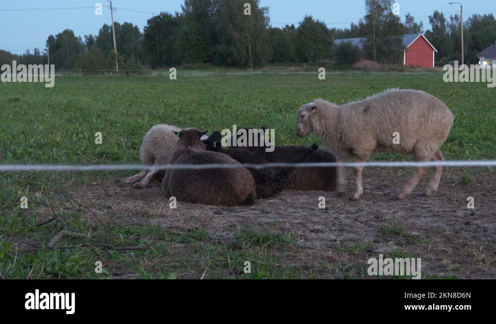 Playful sheep Stock Videos & Footage - HD and 4K Video Clips - Alamy