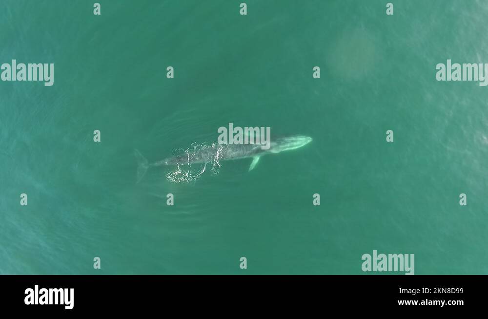 Top view of Fin whale breaching and breathing in the Sea of Cortez in ...