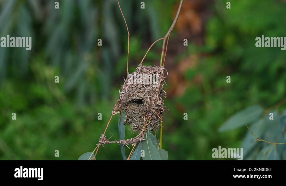 Pre nest Stock Videos & Footage - HD and 4K Video Clips - Alamy
