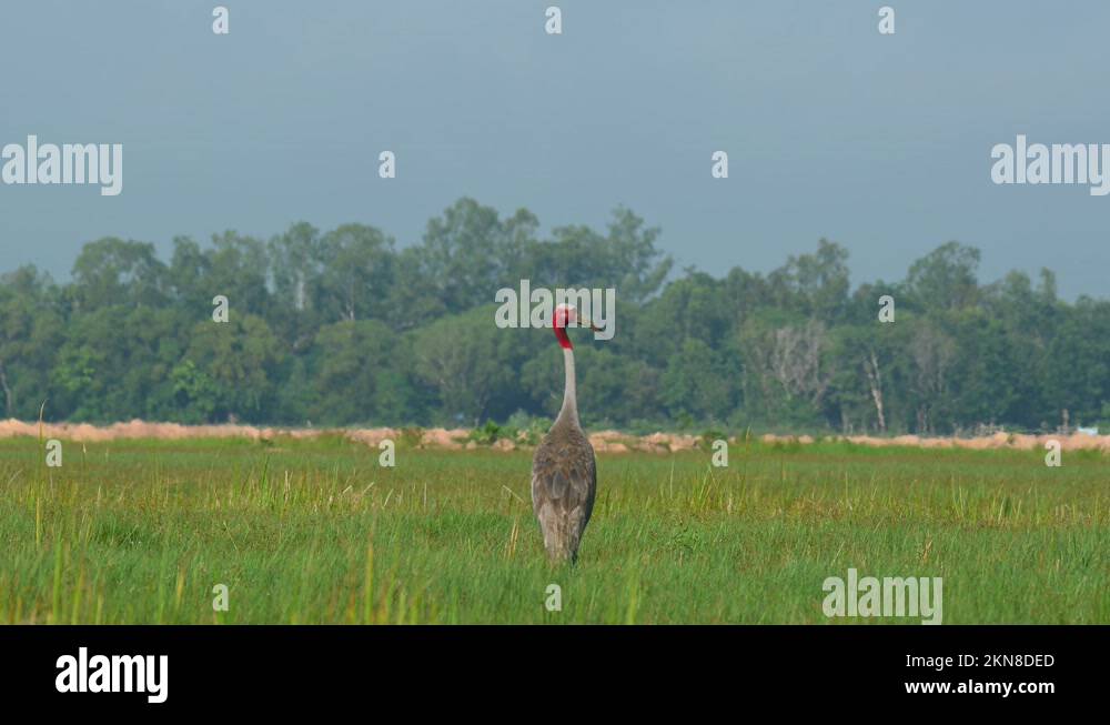 Foraging for roots Stock Videos & Footage - HD and 4K Video Clips - Alamy
