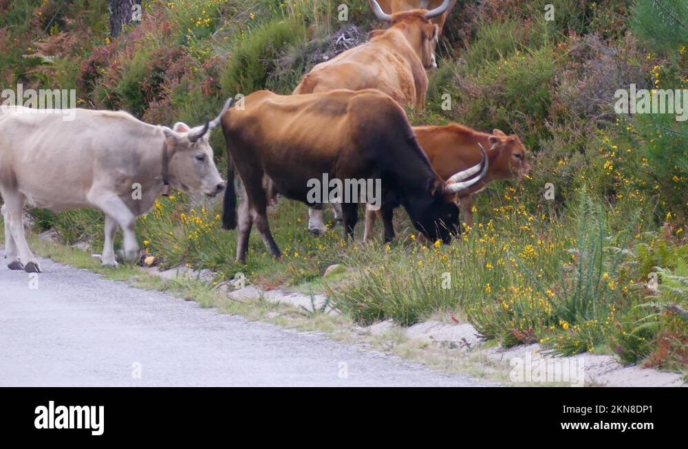 Car with horns Stock Videos & Footage - HD and 4K Video Clips - Alamy