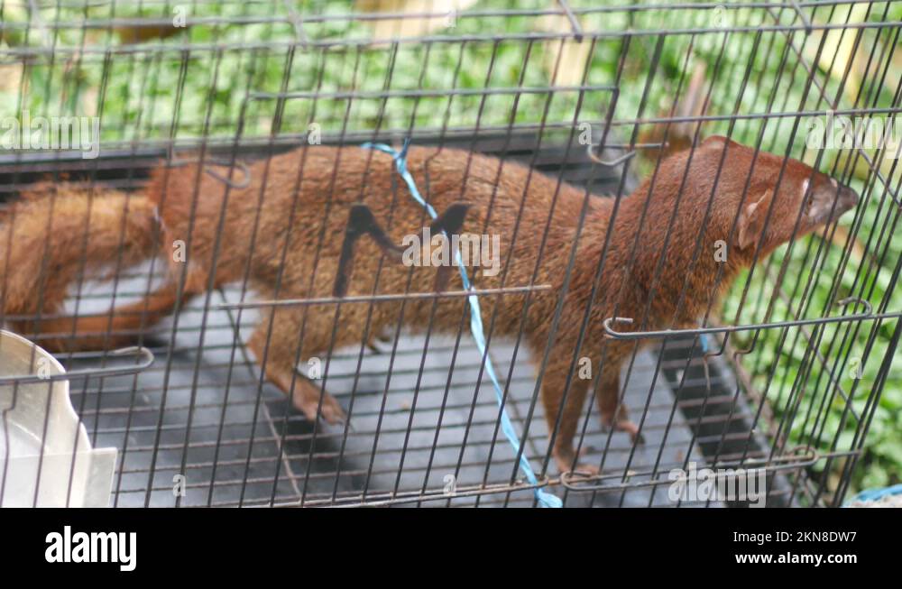 Garangan jawa or Small Indian mongoose in cage Stock Video Footage - Alamy
