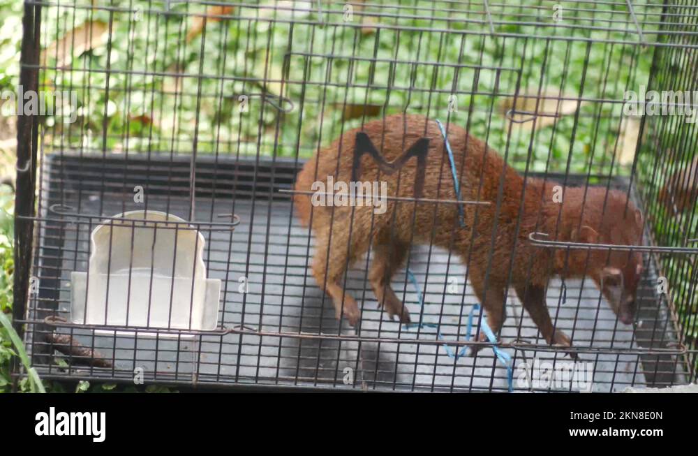 Small mongoose family Stock Videos & Footage - HD and 4K Video Clips ...