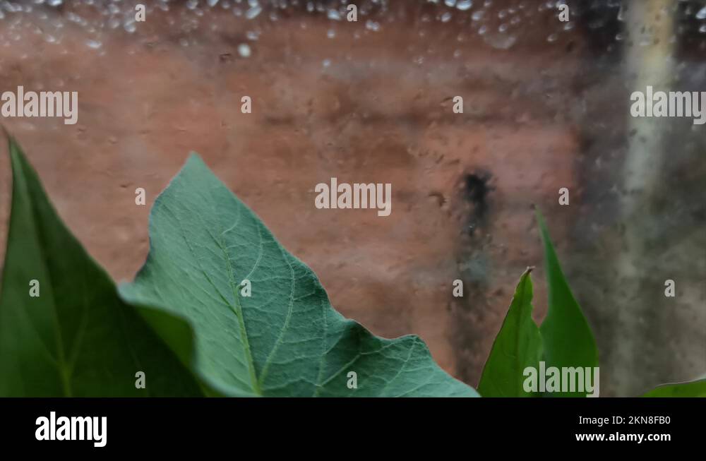 Window leaf plant Stock Videos & Footage - HD and 4K Video Clips - Alamy