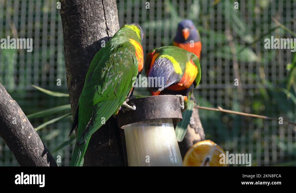 Aviary lorikeets Stock Videos & Footage - HD and 4K Video Clips - Alamy
