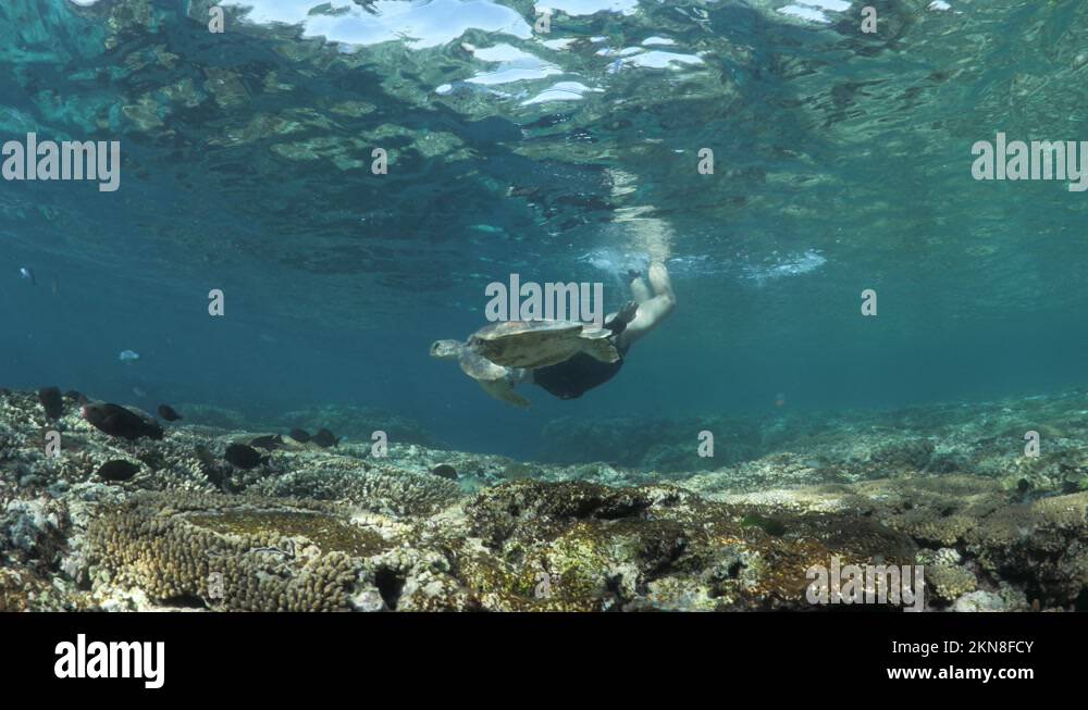 Female marine researcher dives deep below the ocean to observes a small ...