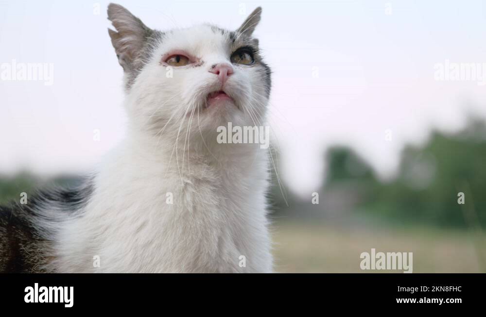 Grumpy looking cat Stock Videos & Footage - HD and 4K Video Clips - Alamy