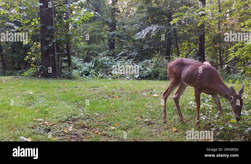 Female Whitetail and her yearling eating clover in a clearing the the ...