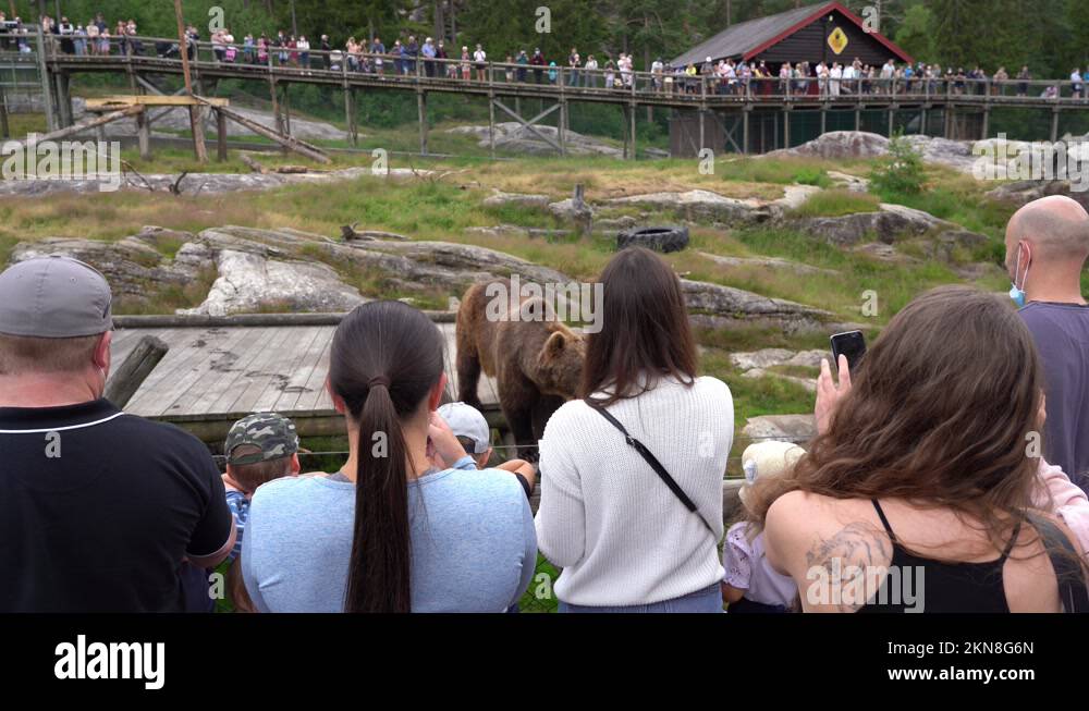 Animal crowd cheering children Stock Videos & Footage - HD and 4K Video ...