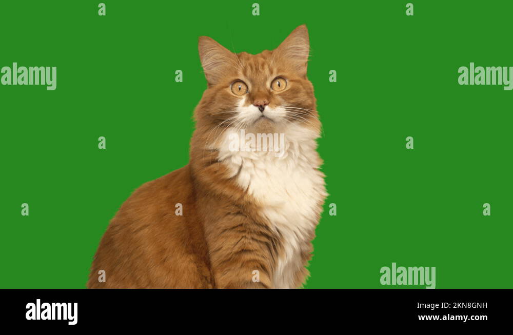 ginger cat looks on green screen Stock Video Footage - Alamy