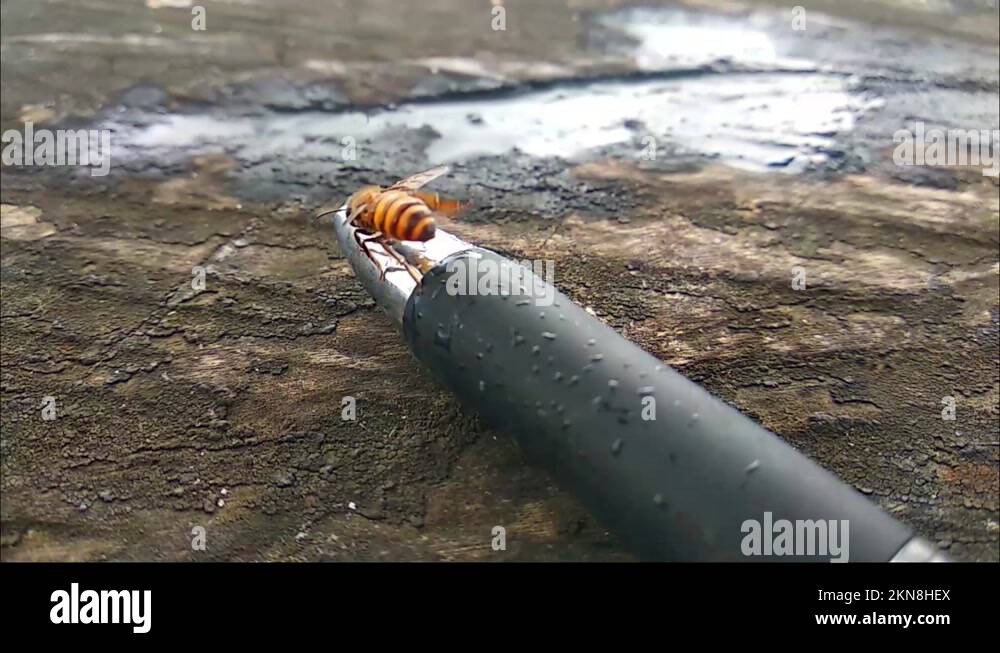 Cartoon character creeping Stock Videos & Footage - HD and 4K Video ...