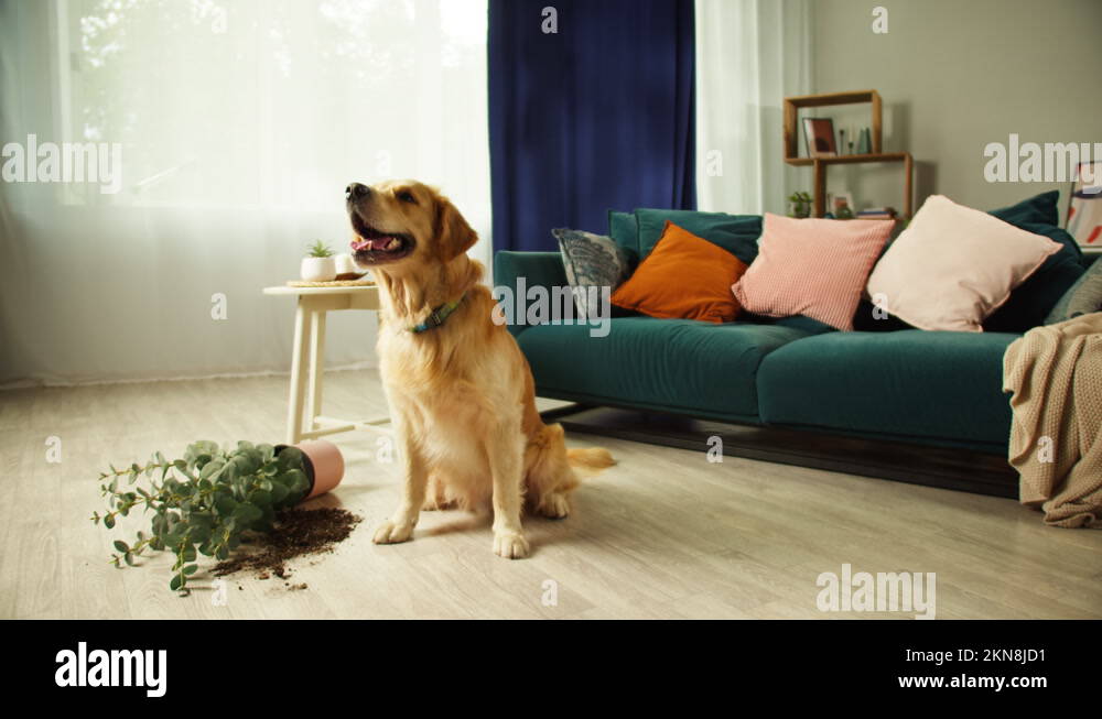 Guilty golden retriever Stock Videos & Footage - HD and 4K Video Clips ...