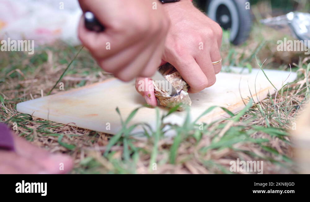 Shell opening process Stock Videos & Footage - HD and 4K Video Clips ...