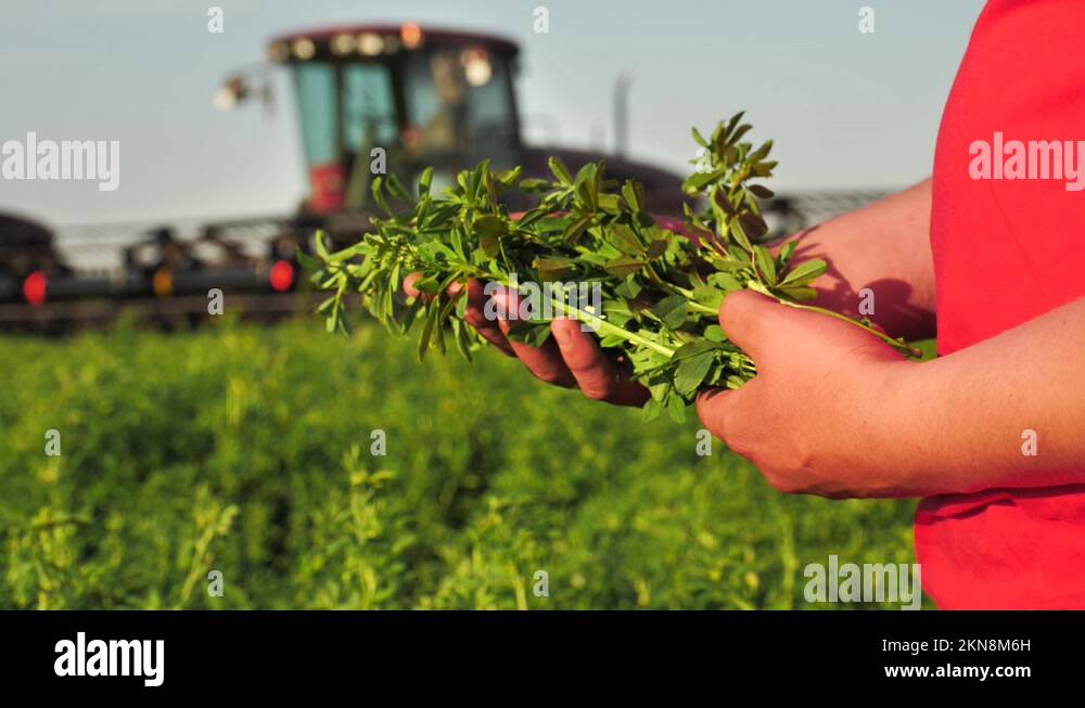 Animal feed crops Stock Videos & Footage - HD and 4K Video Clips - Alamy