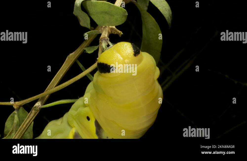 Larva (caterpillar) of butterfly Death's Head Hawkmoth eats a leaf ...