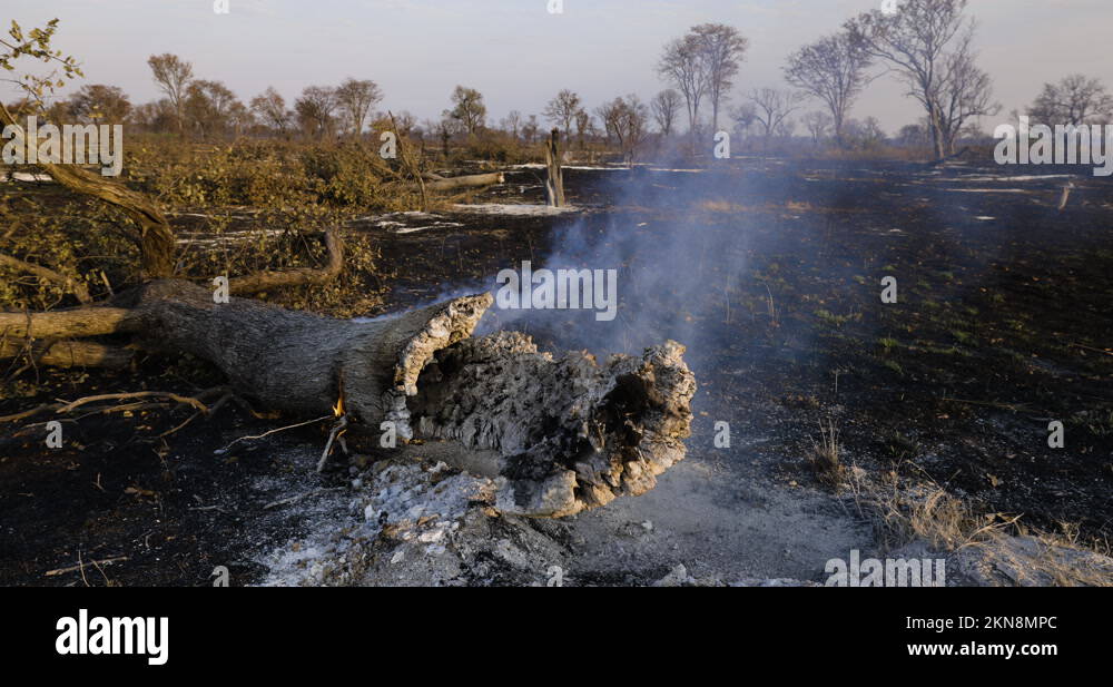 Climate emergency.Climate change. close-up smouldering trees, drought ...