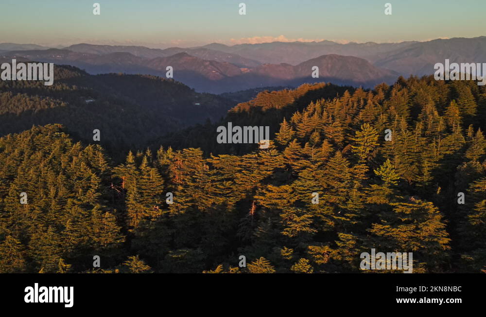 Deodar cedar tree Stock Videos & Footage - HD and 4K Video Clips - Alamy