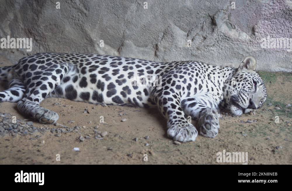 Arabian leopard panthera pardus nimr Stock Videos & Footage - HD and 4K ...