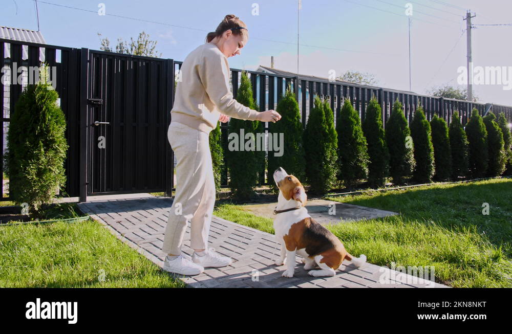 Woman teach animal command. Beagle stand up on hind legs and give five ...