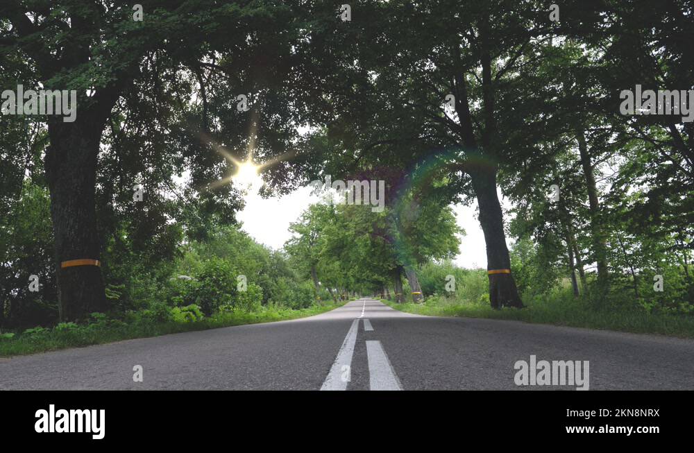 Alley with trees along asphalt road, green corridor, Kaliningrad Region ...