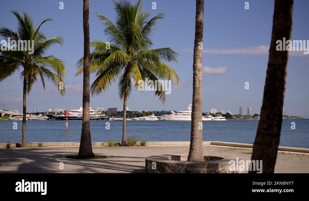 Miami fl palm trees bay Stock Videos & Footage - HD and 4K Video Clips ...