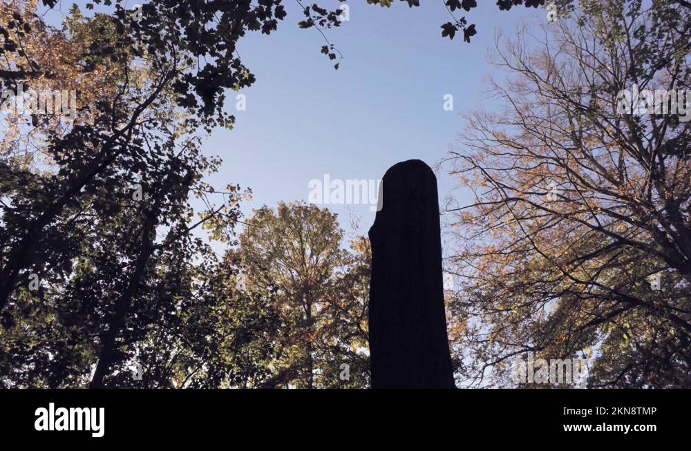 Tree stump in open Stock Videos & Footage - HD and 4K Video Clips - Alamy