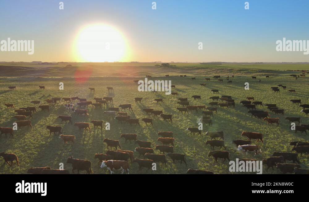 Angus cattle herd on the vast fertile plains of The Pampas, Argentina ...