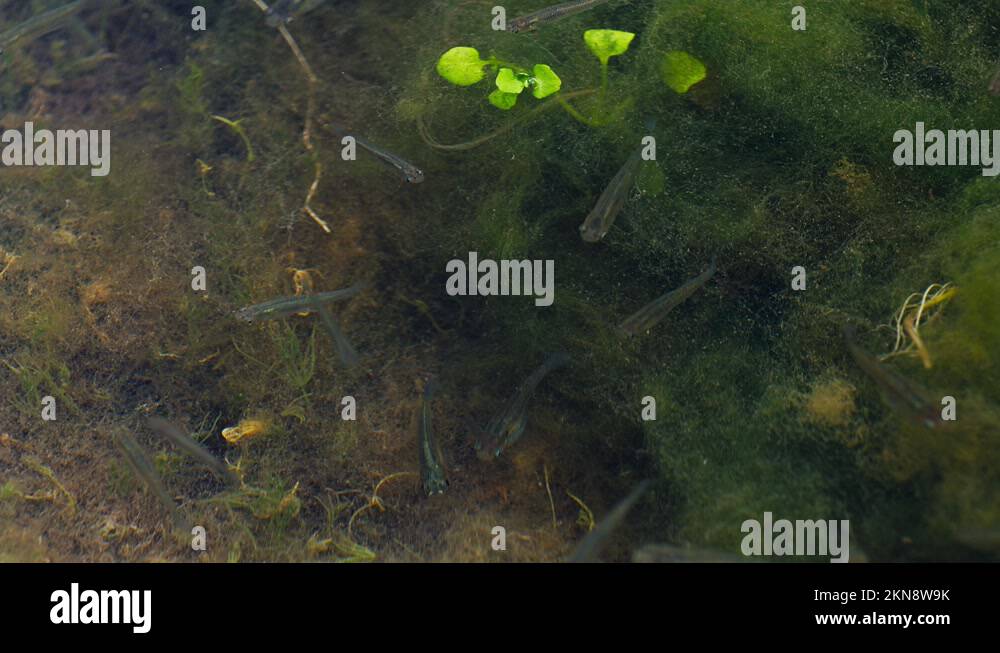 Seaweed floating in shallow water Stock Videos & Footage - HD and 4K ...