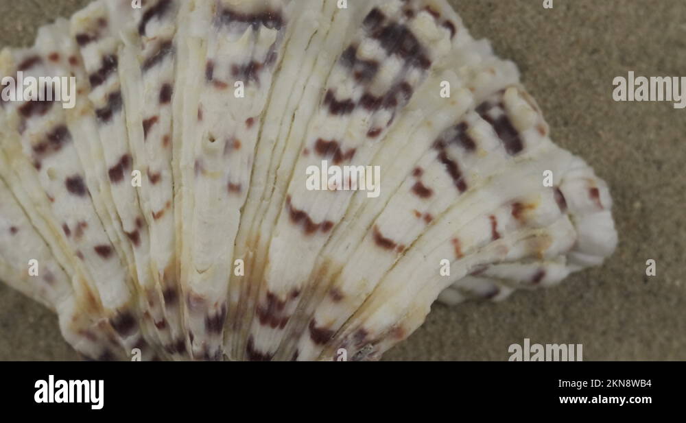 Seashell texture Stock Videos & Footage - HD and 4K Video Clips - Alamy
