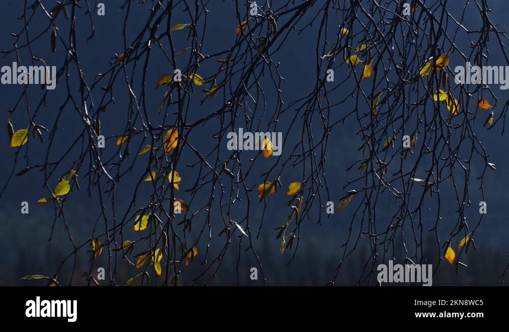 Fall tree branches Stock Videos & Footage - HD and 4K Video Clips - Alamy